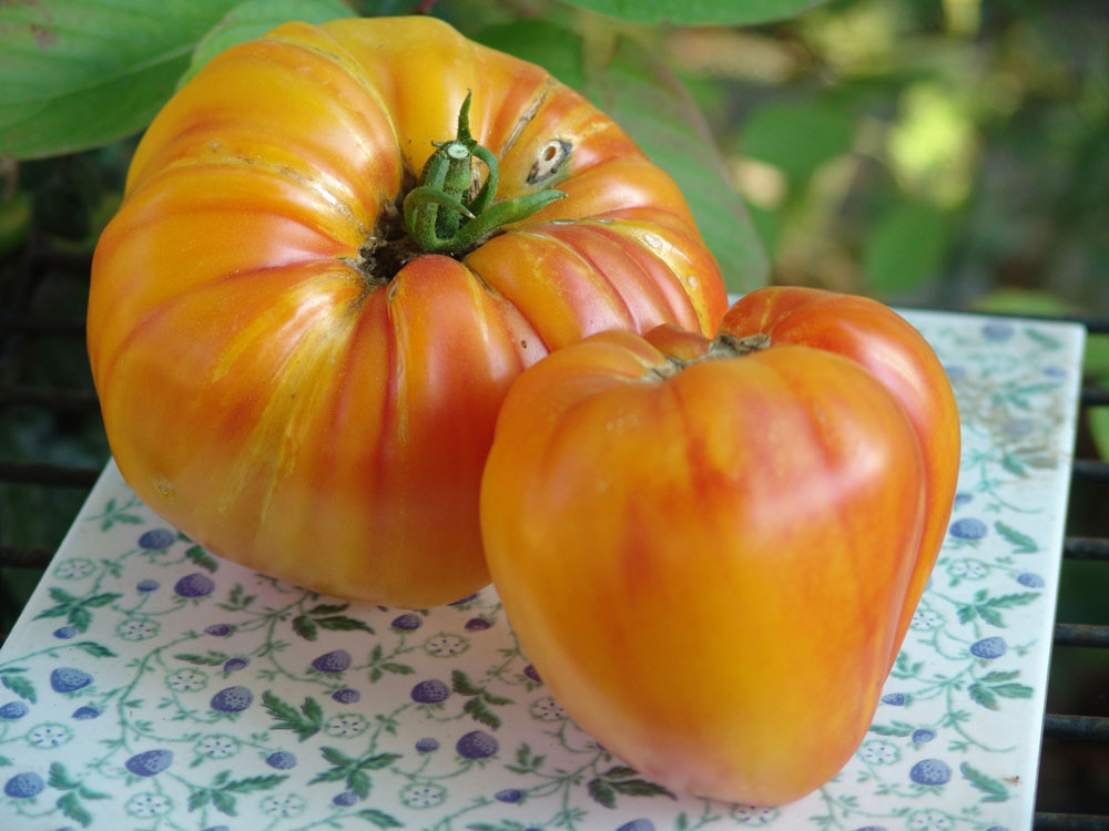 Orange Russian Tomato | Notes From The Tomato Lady