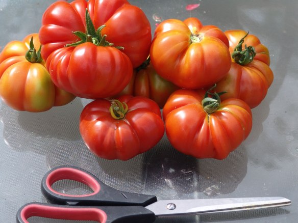 The Letter of the Day is F: “F” is for Tomatoes, Fiorintino (Costoluto ...