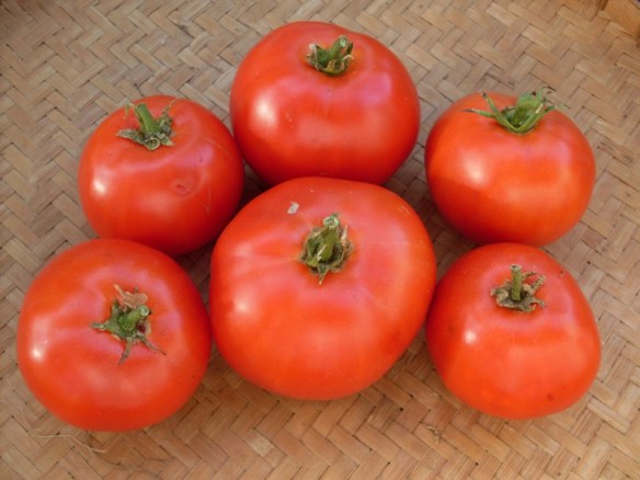 The Letter of the Day is F: “F” is for Tomatoes, Fiorintino (Costoluto ...