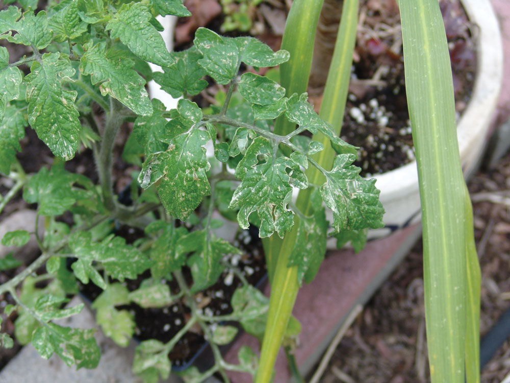Tomato and Pepper Plant: Sun and Hail Damage | Notes From The Tomato Lady
