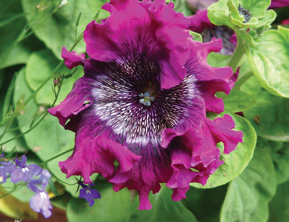 The Biggest and Most Beautiful Petunias, Fluffy Ruffles, That I Grow ...