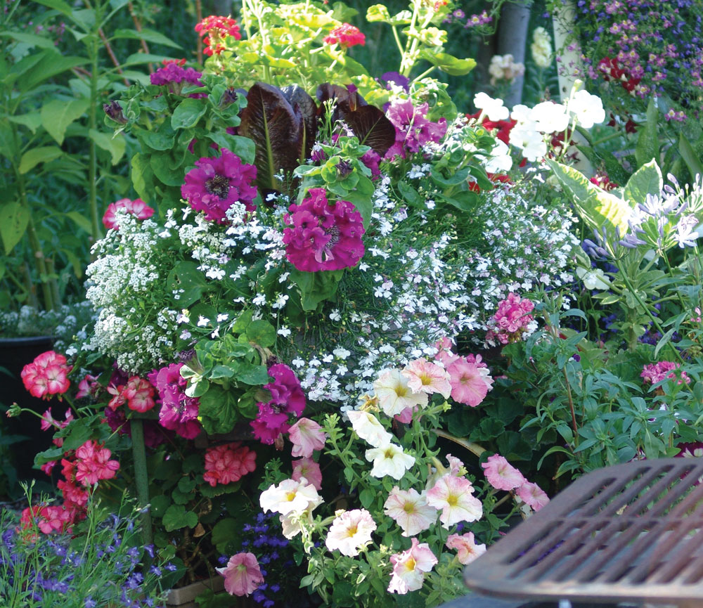 The Biggest and Most Beautiful Petunias, Fluffy Ruffles, That I Grow ...