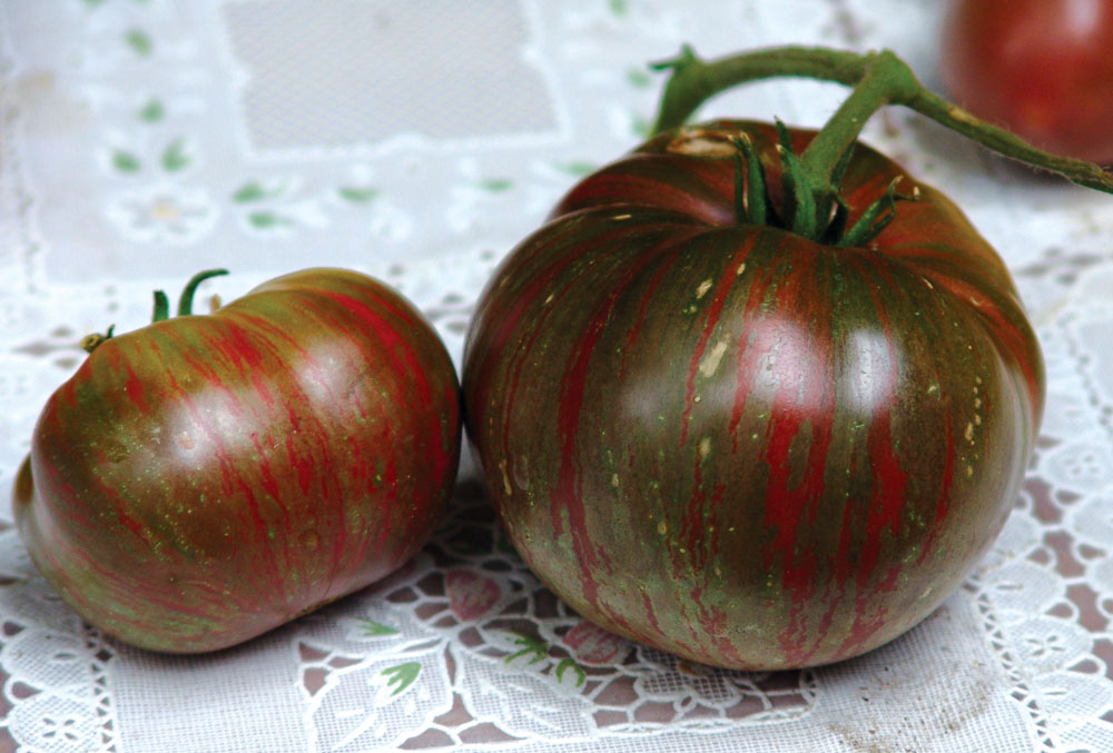 Bi-Color and Striped Tomatoes Color My World | Notes From The Tomato Lady