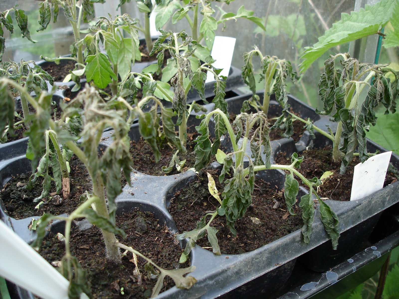 Frost Damage On Tomato Plants Grow Your Own Tomatoes And Tomatillos