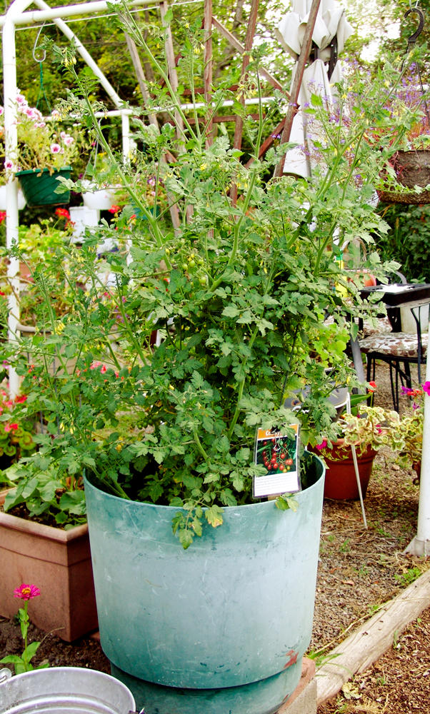 Amazing Tomatoes: How They Grow and it’s Only Early July! | Notes From ...