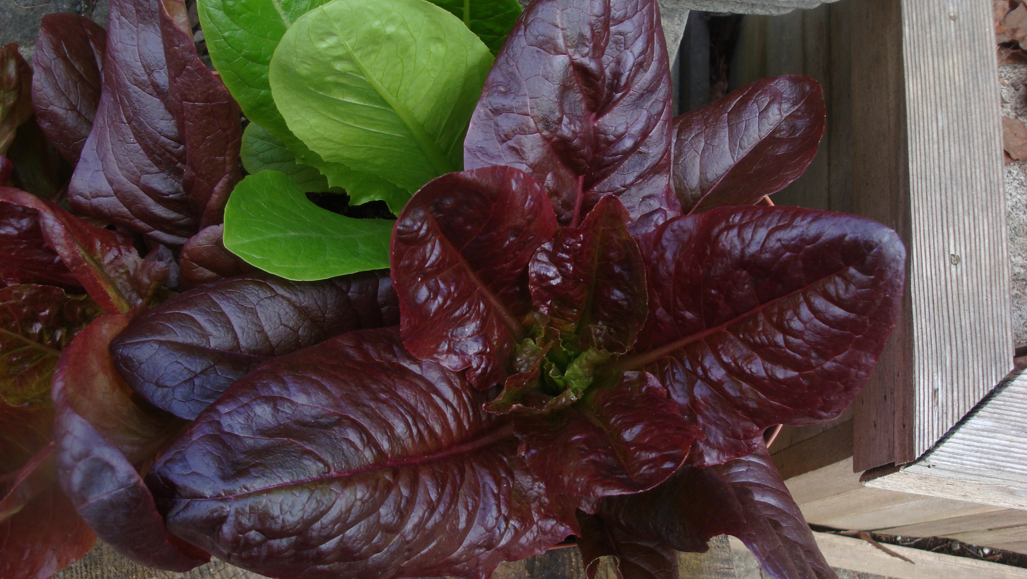 The Lettuce Lady…aka The Tomato Lady! | Notes From The Tomato Lady