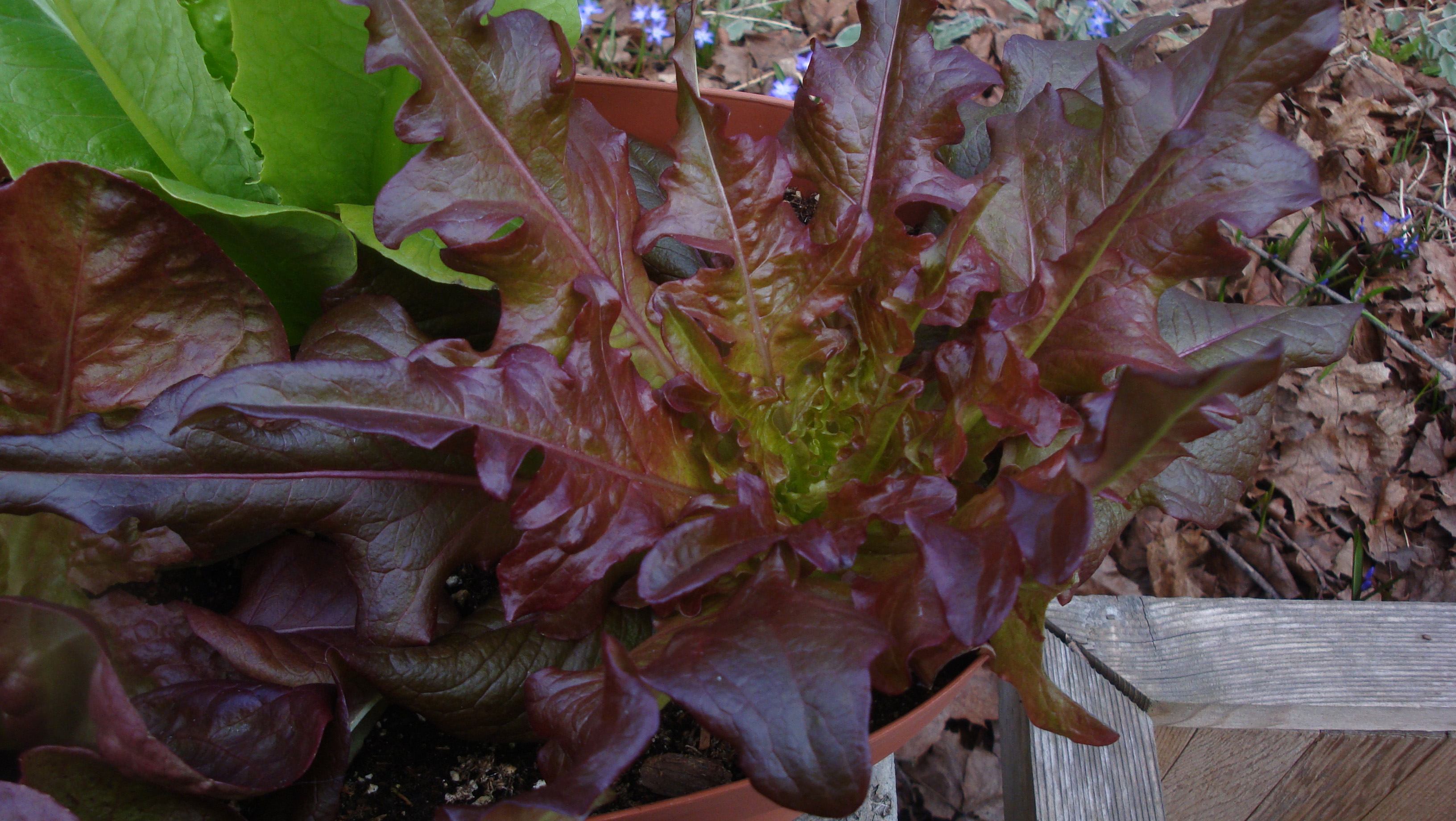The Lettuce Lady…aka The Tomato Lady! | Notes From The Tomato Lady