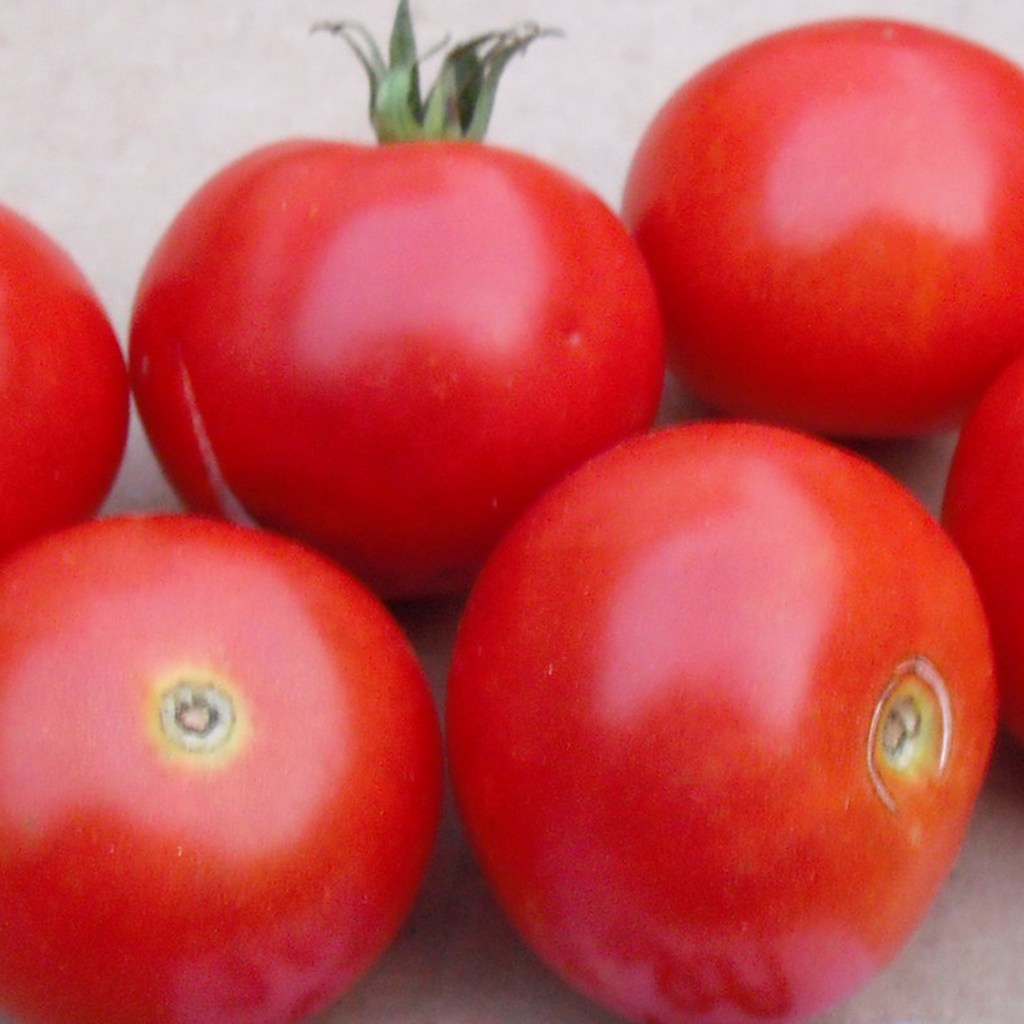 early tomatoes | Notes From The Tomato Lady