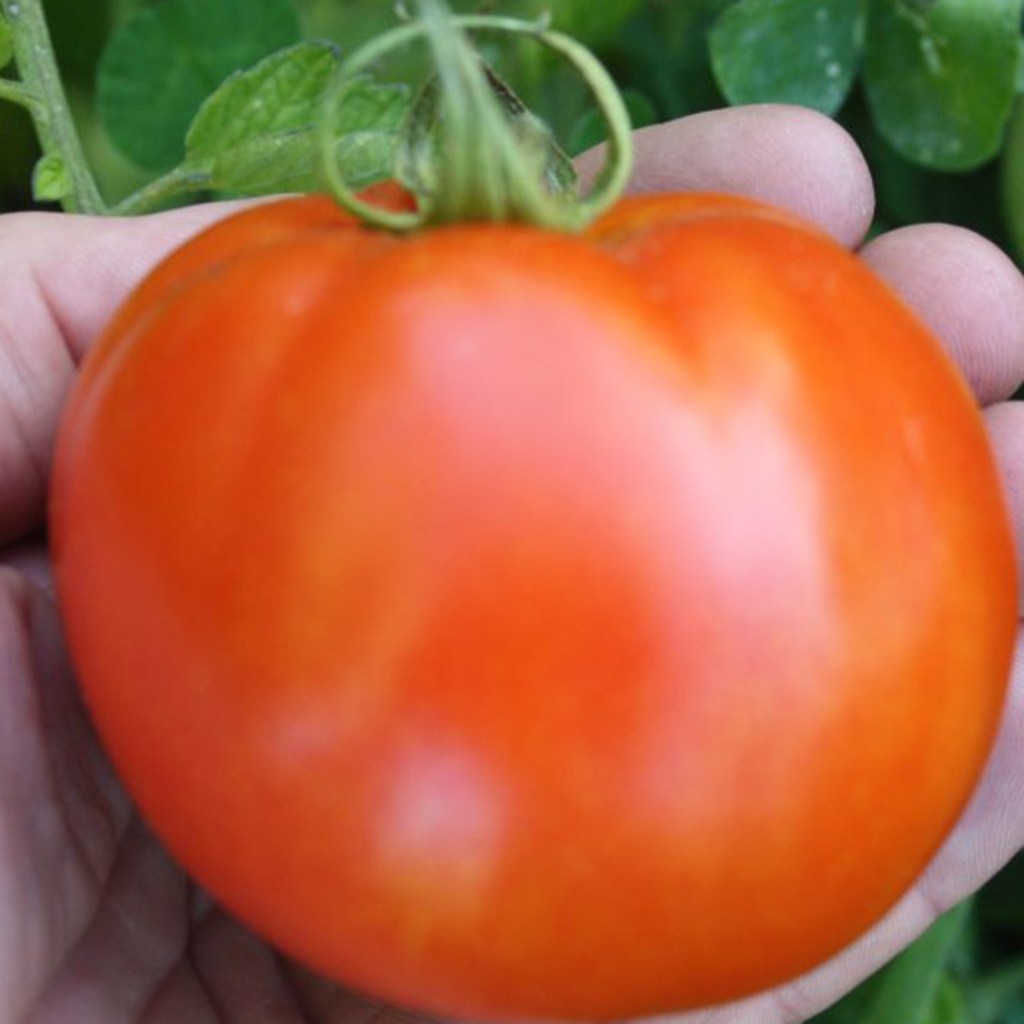 early tomatoes | Notes From The Tomato Lady