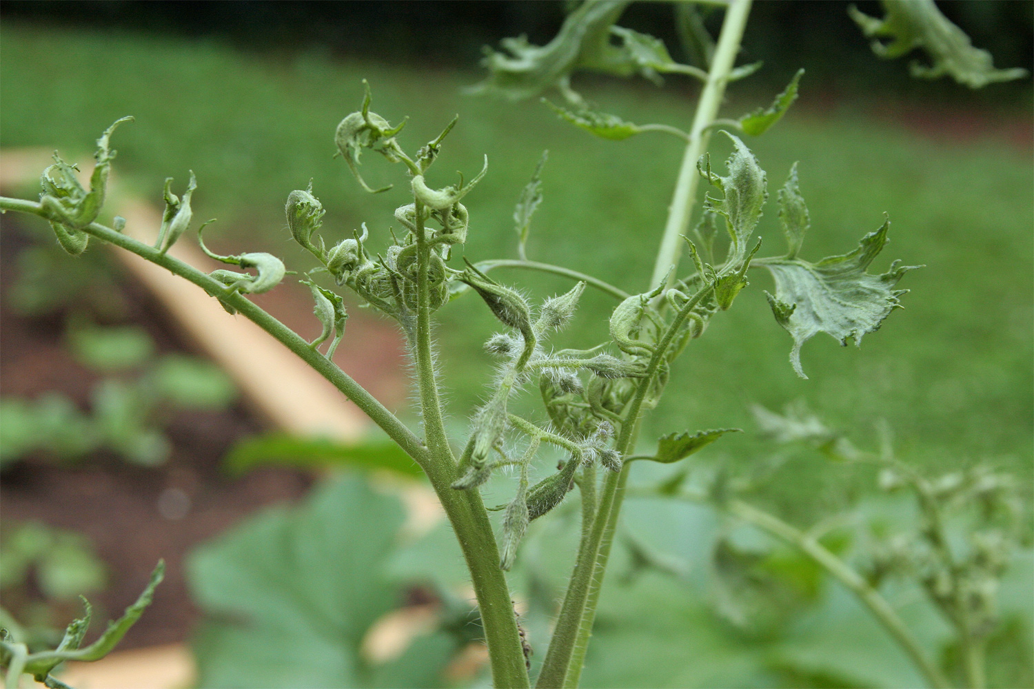 Herbicide Damage on Tomato Plants | Notes From The Tomato Lady