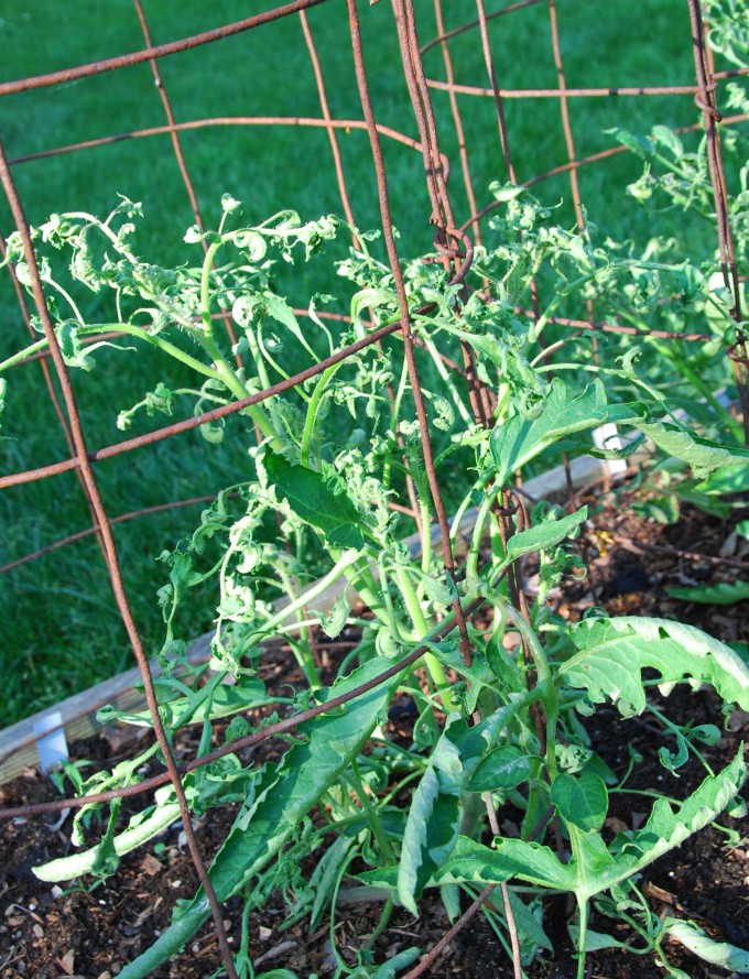Herbicide Damage on Tomato Plants | Notes From The Tomato Lady