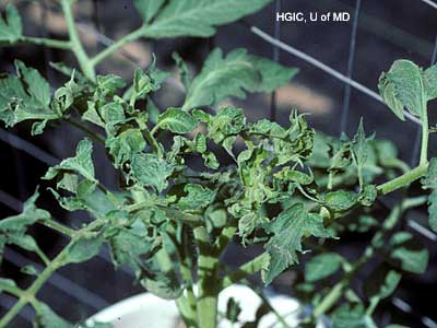 Herbicide Damage on Tomato Plants | Notes From The Tomato Lady