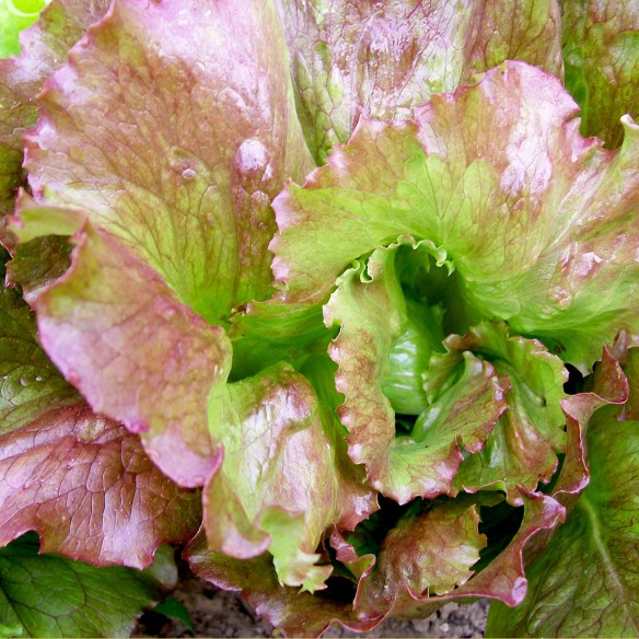 ‘Lettuce’ Look At Unusual Types Of, Well, . . . Lettuce! | Notes From ...