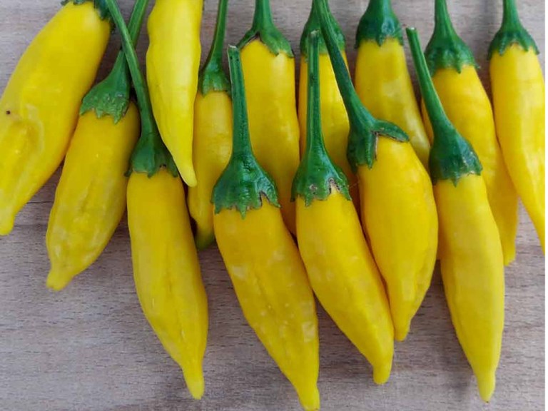 Notes From The Tomato Lady | musings from her garden