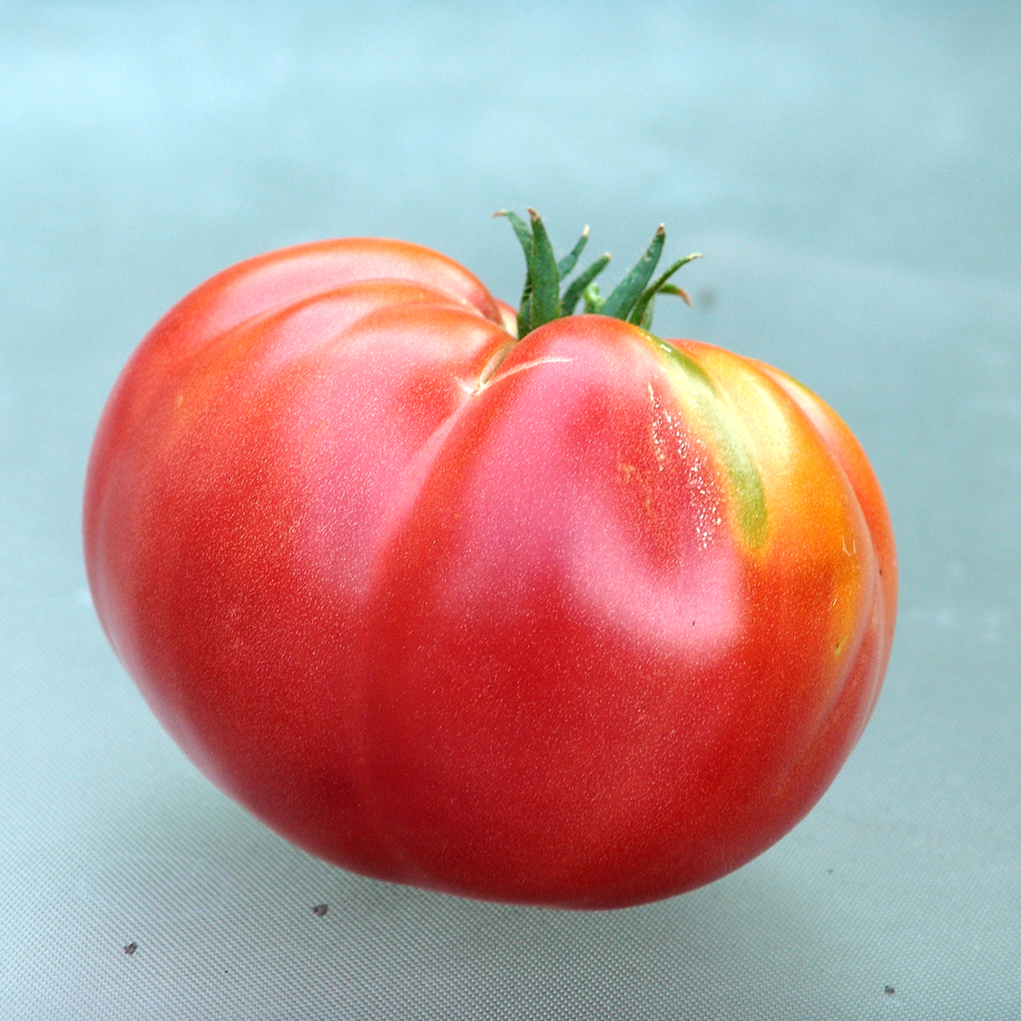 Notes From The Tomato Lady | musings from her garden