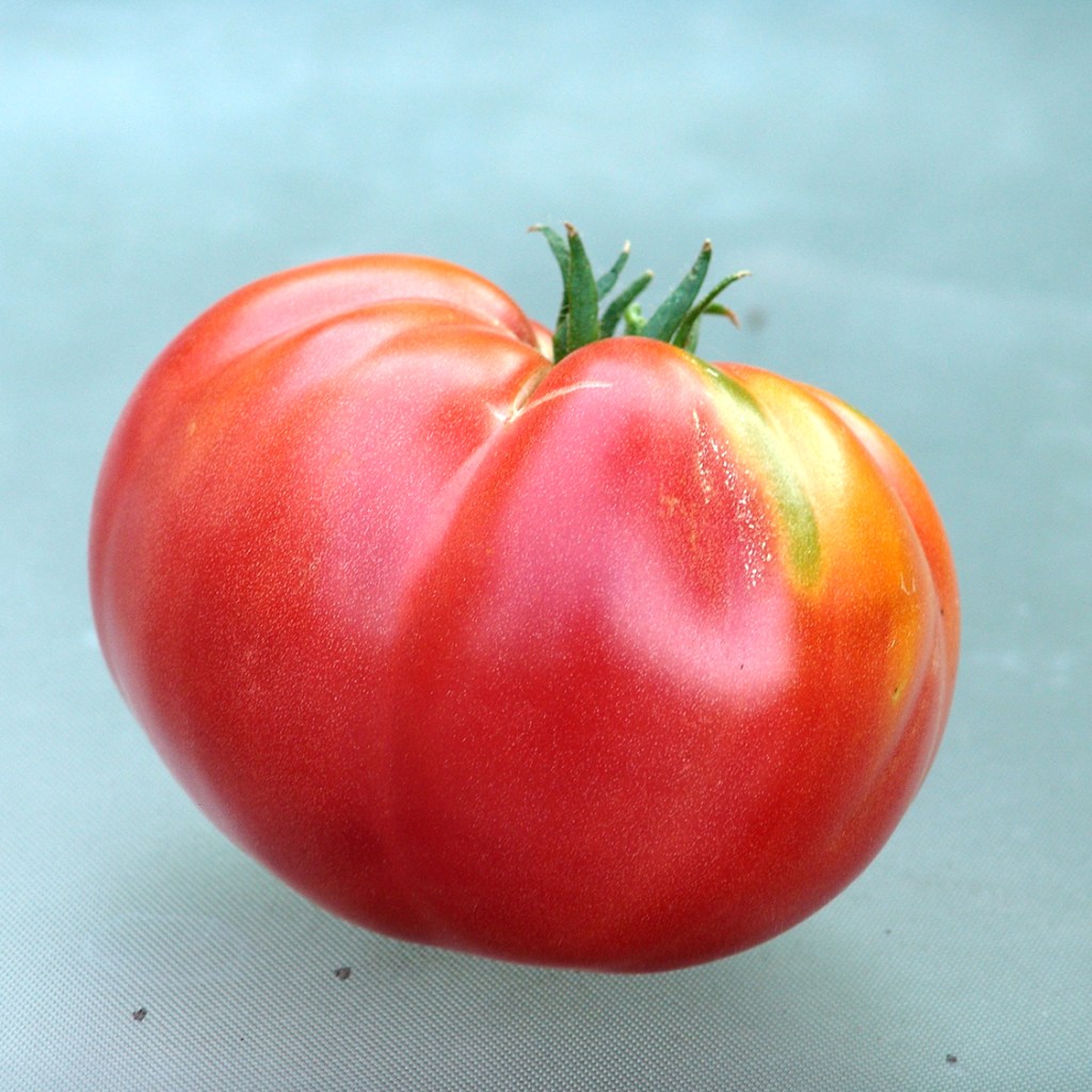 Notes From The Tomato Lady | musings from her garden