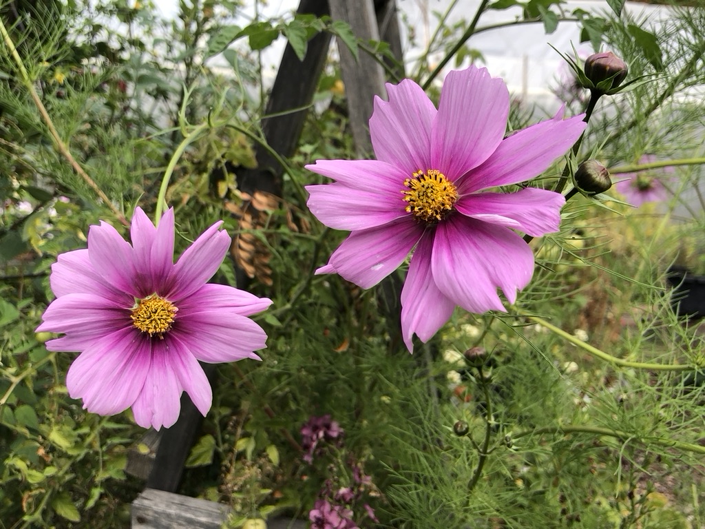 Year 2025: Time To Start Growing! | Notes From The Tomato Lady