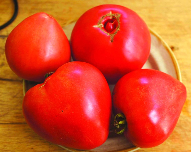 Notes From The Tomato Lady | musings from her garden