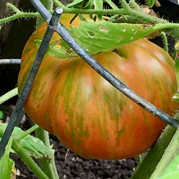 Notes From The Tomato Lady | musings from her garden